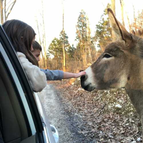 Wilstem Wildlife Park Is An Awesome Drive-Through Safari Park In Indiana