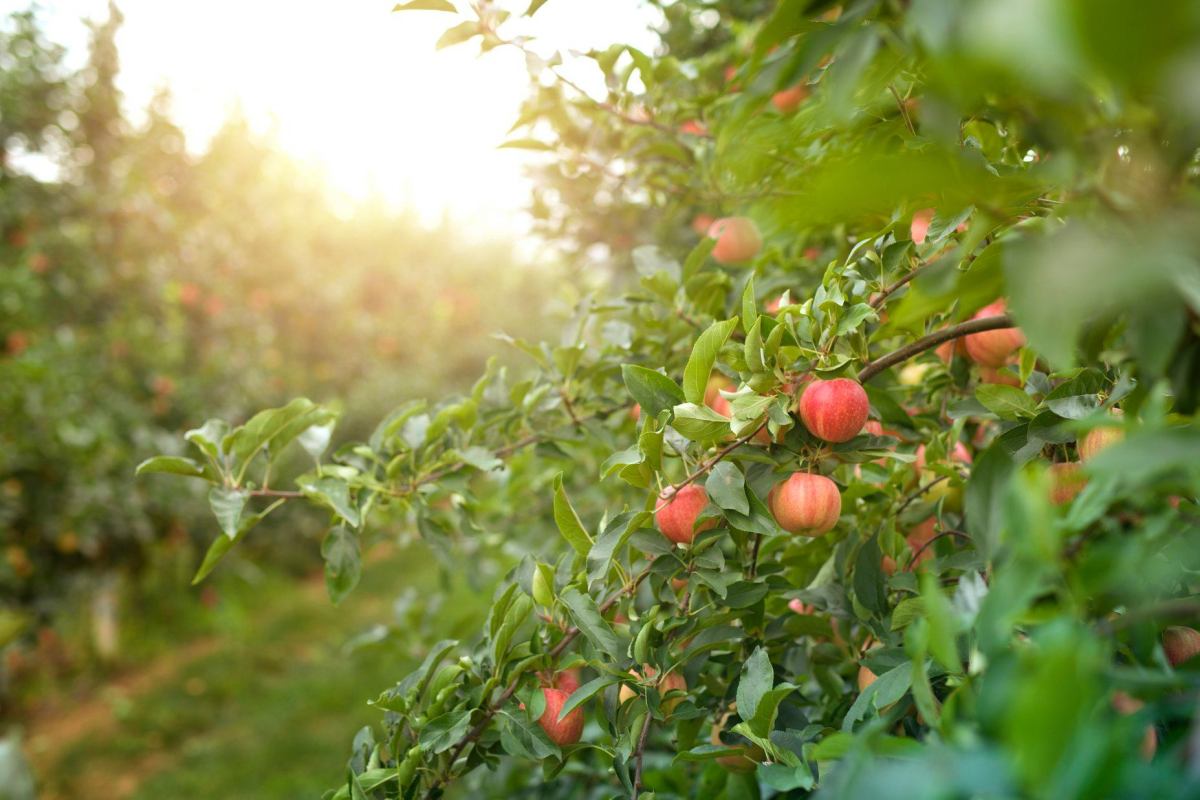 Nothing Says Fall More Than A Visit To Colorado's Charming Apple Farm