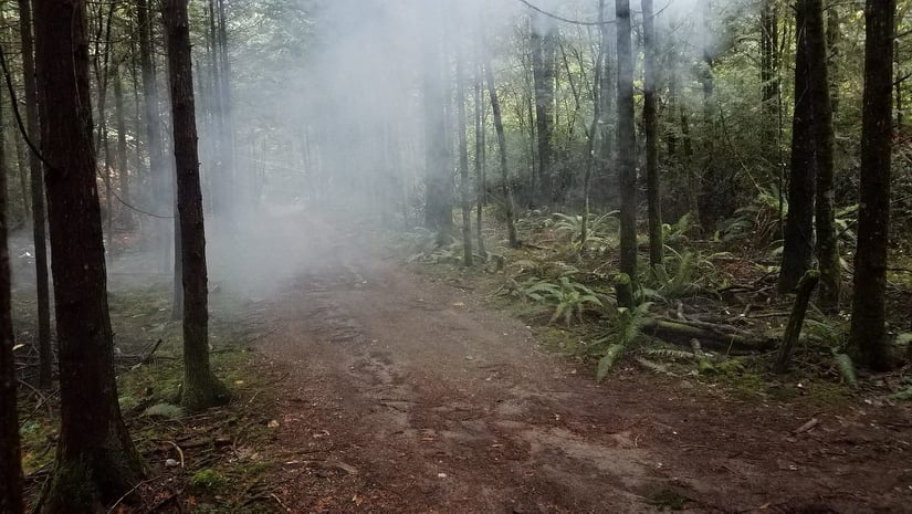 Washington's Haunted Forest Will Chill You To The Bone