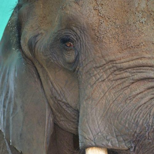 Wilstem Wildlife Park Is An Awesome Drive-Through Safari Park In Indiana