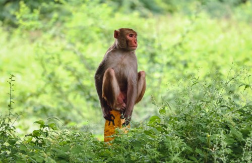 Monkey Island In South Carolina Is One Of The Oddest Places In The State