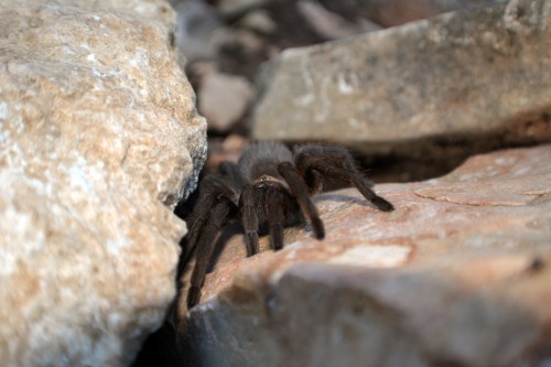 Tarantulas Are Migrating Across Arizona By The Thousands This Month