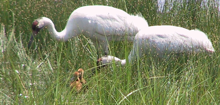 See The Home Of Rare Whooping Cranes At the Enormous Necedah National ...