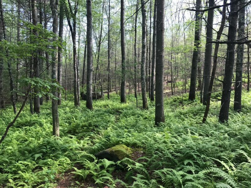 The Bates Loop Trail Is A Gorgeous Forest Hike In Rhode Island