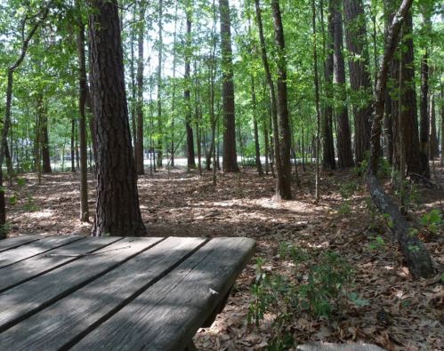 Wannamaker Park Is A Pawsome Dog-Friendly Park In South Carolina