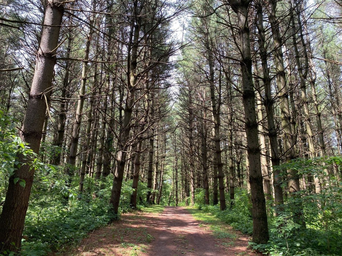 There's A Magical Tree Tunnel At Wildcat Den State Park In Iowa