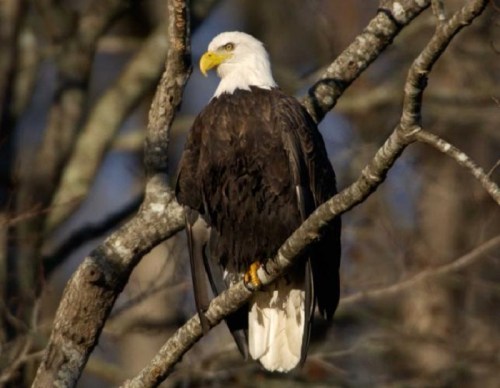 Watch Bald Eagles Soar At Roaring River State Park In Missouri