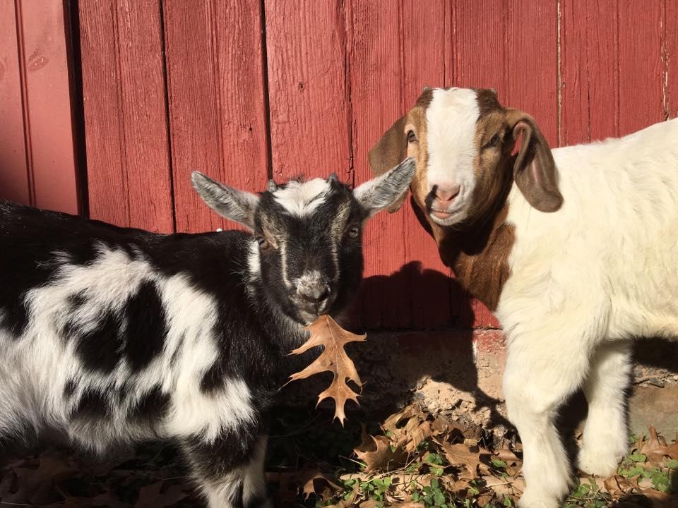 You’ll Never Forget A Visit To Lancaster Farm Sanctuary In Pennsylvania