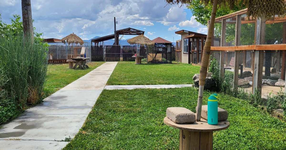 Meet The Foxes At Wild Wonders Animal Tours In Utah