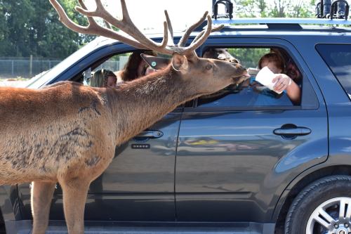 African Safari Wildlife Park: Drive-Thru Safari Park In Ohio