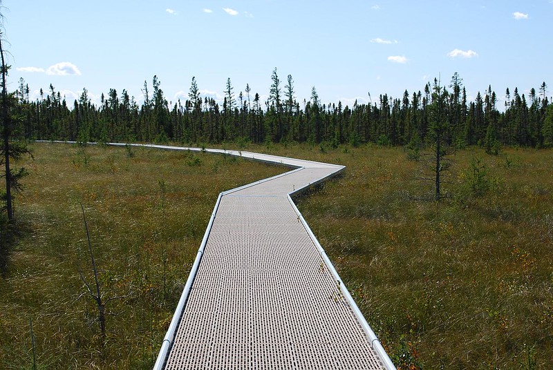 This Secluded Bog Boardwalk In Minnesota Is So Worthy Of An Adventure