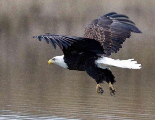 Watch Bald Eagles Soar At Roaring River State Park In Missouri