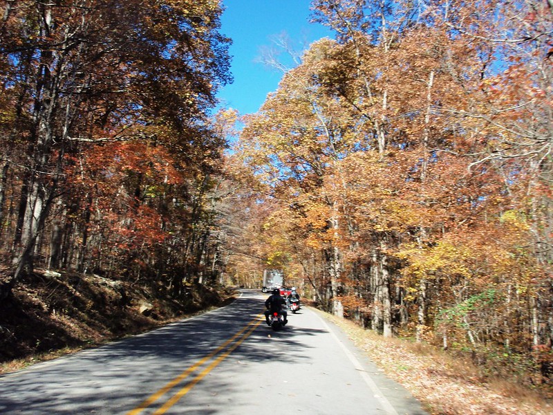 There’s Nothing Quite As Magical As The Tunnel Of Trees You’ll Find At ...