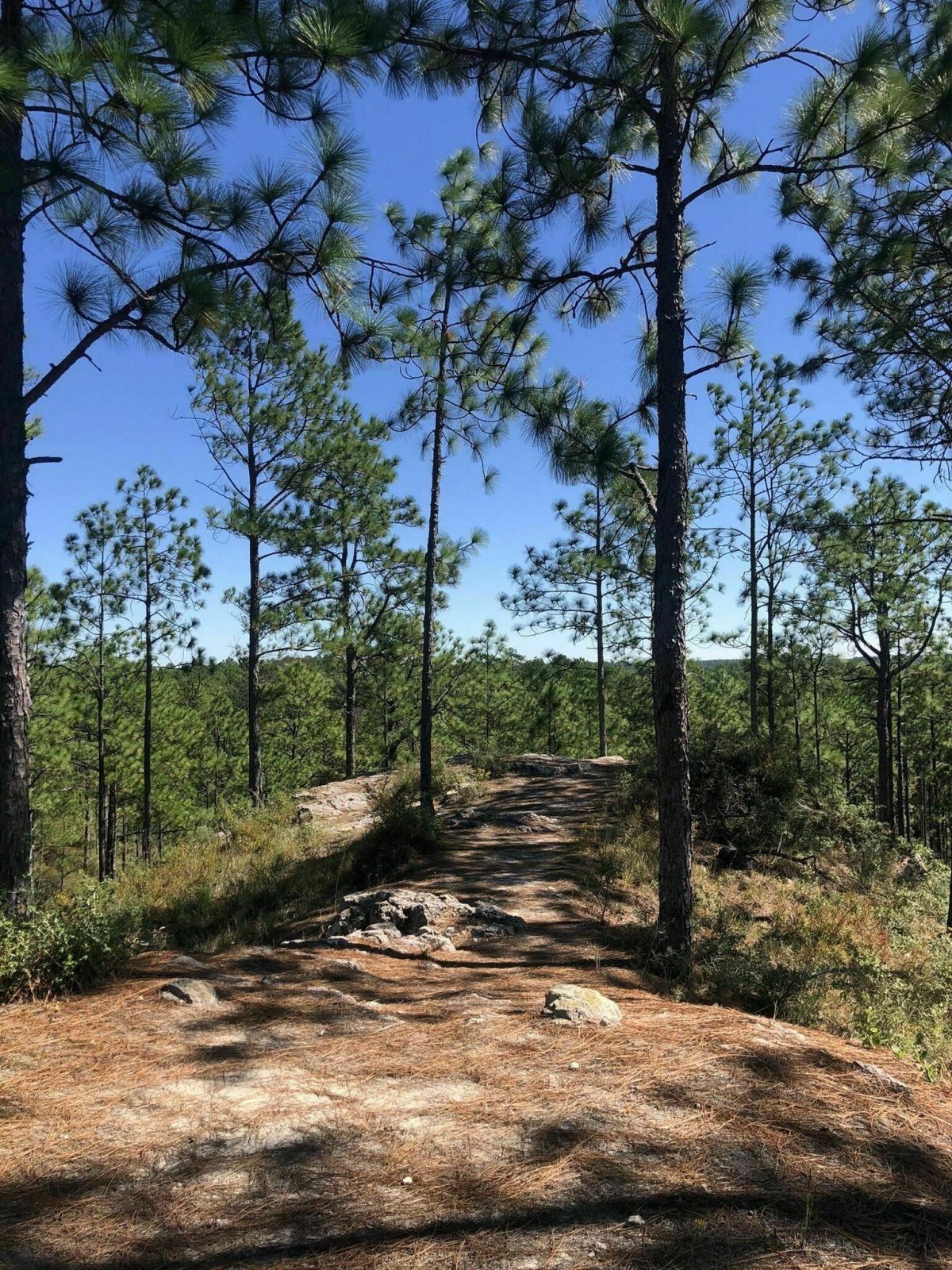 Longleaf Vista Is A Forest Trail In Louisiana With A Hidden Overlook