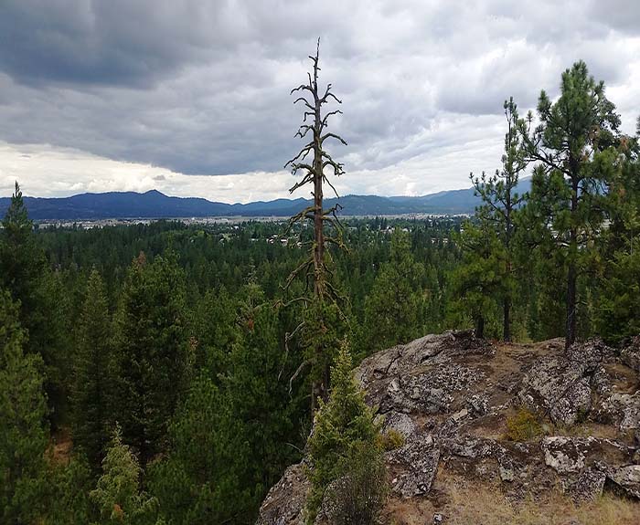 The Post Falls Community Forest In Idaho Is One In A Million