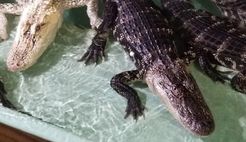 Insta-Gator Ranch and Hatchery in Louisiana Is Filled With Alligators
