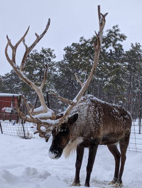 Reindeer Farm In Arizona: Grand Canyon Deer Farm