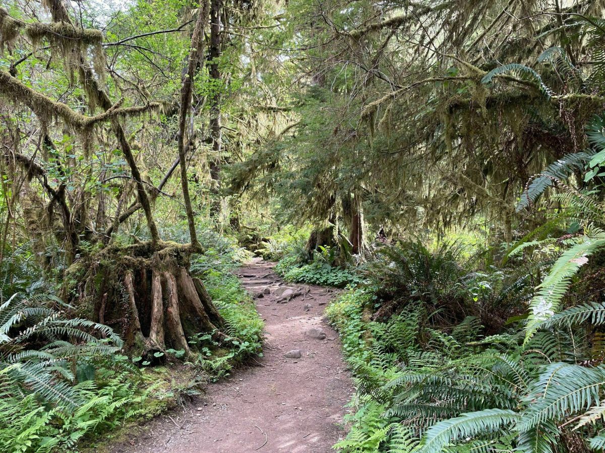 Take An Easy Forest Hike on Oregon's Sweet Creek Trail