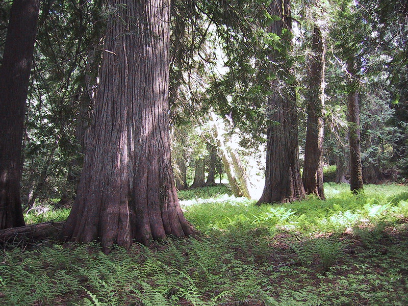 At Over 500 Years Old, Some Of The Oldest Cedar Trees Are Found In Idaho