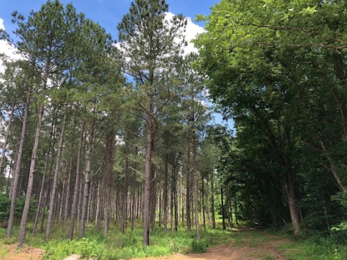 Alabama's Chapman Mountain Nature Preserve Is Filled With Adventure