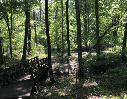 The Wild Azalea Trail Is The Longest Hike In Louisiana
