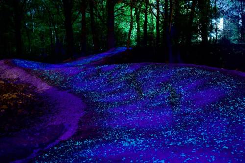 Enjoy The Ultimate Nighttime Adventure At Arkansas' Glow Trail