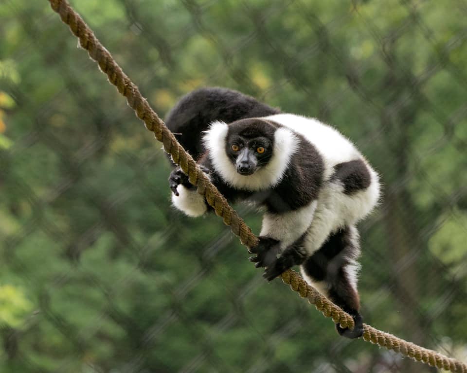 The Brandywine Zoo In Delaware Is Free All Winter Long