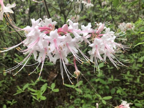 The Wild Azalea Trail Is The Longest Hike In Louisiana