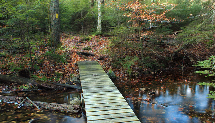 Explore Loyalsock State Forest: A Fairytale Setting in Pennsylvania