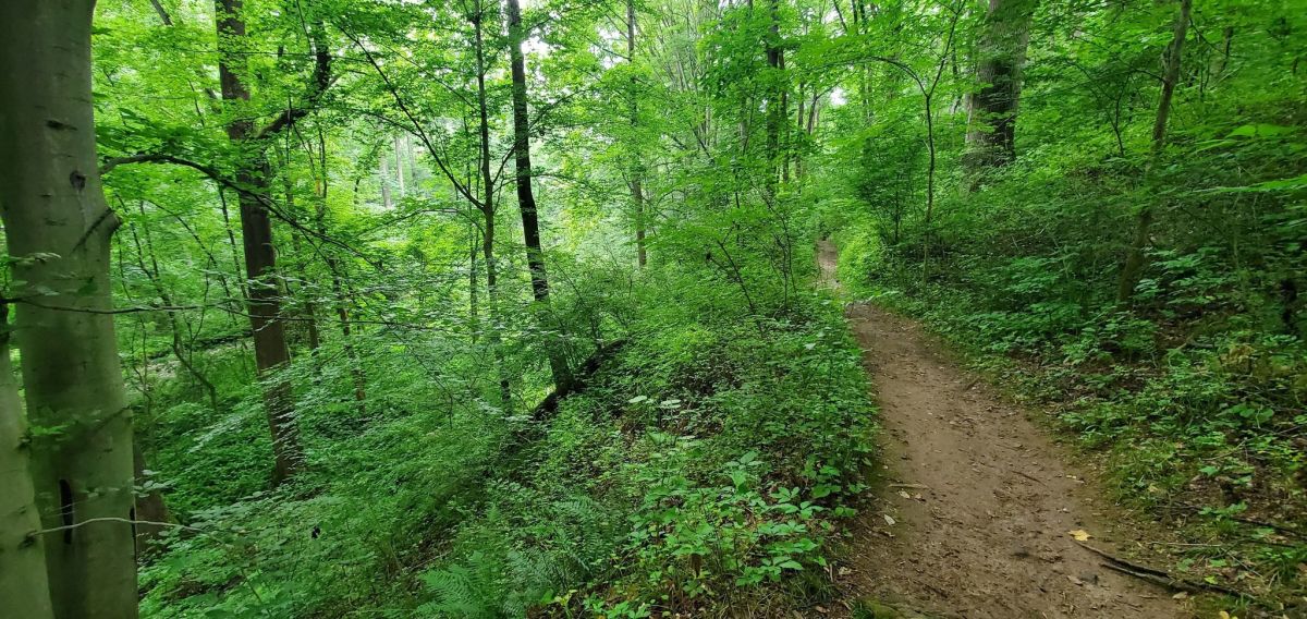 Explore The Tunnel Of Trees At Brandywine Creek State Park In Delaware