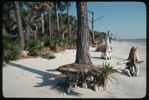 Explore Wassaw Island: Georgia's Hidden Gem for Day Trips