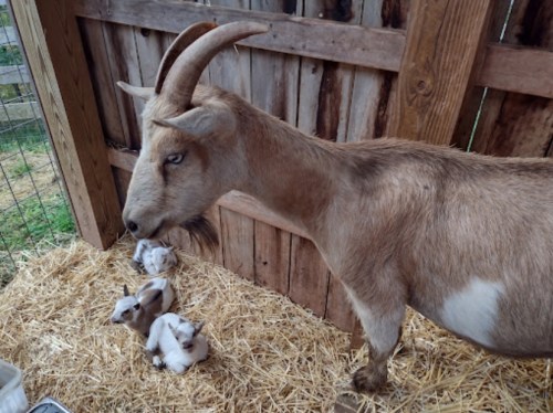 Gritt’s Farm In West Virginia Is Filled With Old-Fashioned Fun