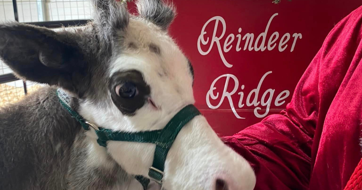 Reindeer Ridge In Indiana Is A Picture-Perfect Reindeer Farm