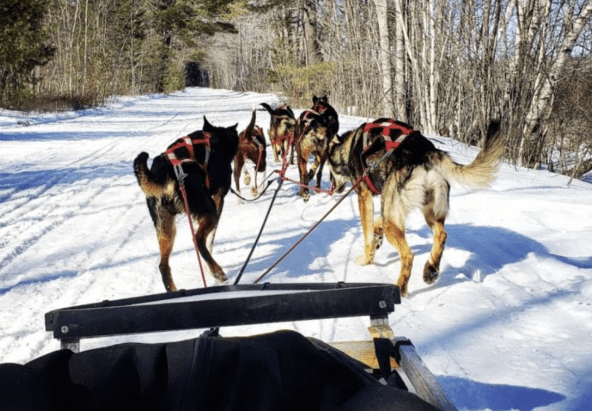 This One Of A Kind Maine Dog Sledding Experience Is Great For Winter