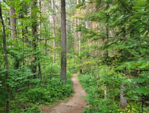 Most People Don’t Know About The Lost 40, Minnesota's Hidden Forest