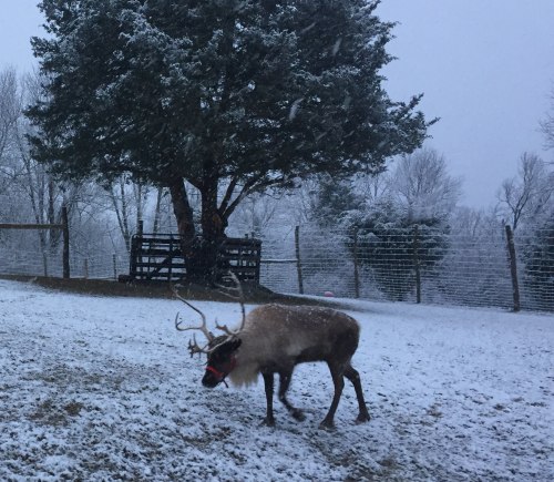 Reindeer Ridge In Indiana Is A Picture-Perfect Reindeer Farm