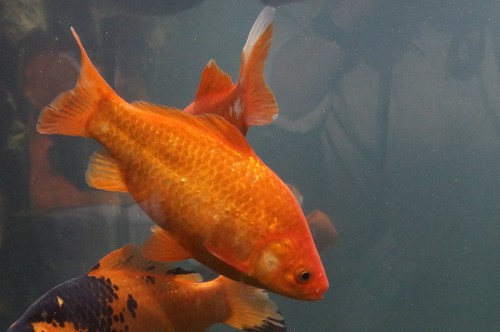 These 5 Out-Of-Place Creatures Have Been Spotted In Minnesota