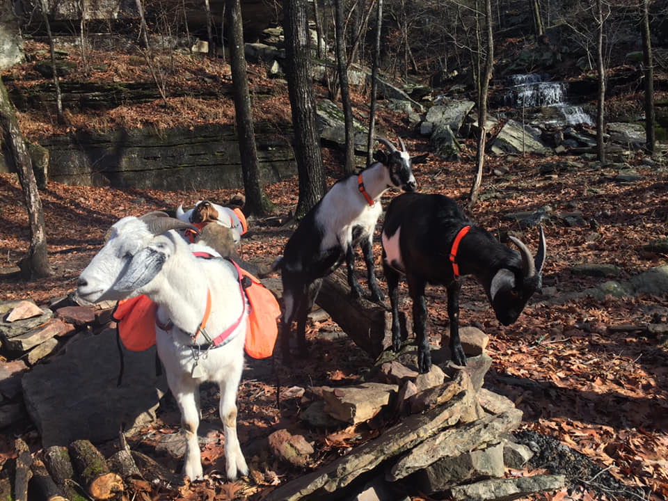 Take A Goat Hike In Missouri For An Adventure Unlike Any Other