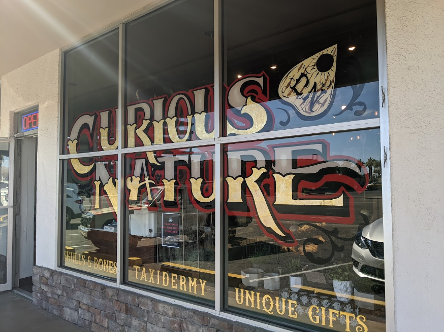 Curious Nature: Arizona Oddity Shop Filled With Strange And Unique Items