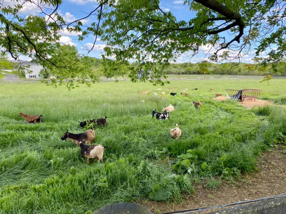 Silver Maple Farm Is A One-Of-A-Kind Farm Filled With Baby Goats
