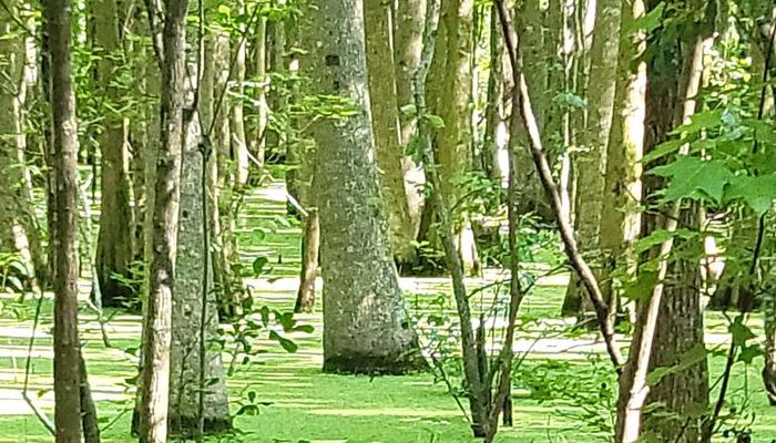 Dingle Pond Trail Offers A Stunning View Of Carolina Bays