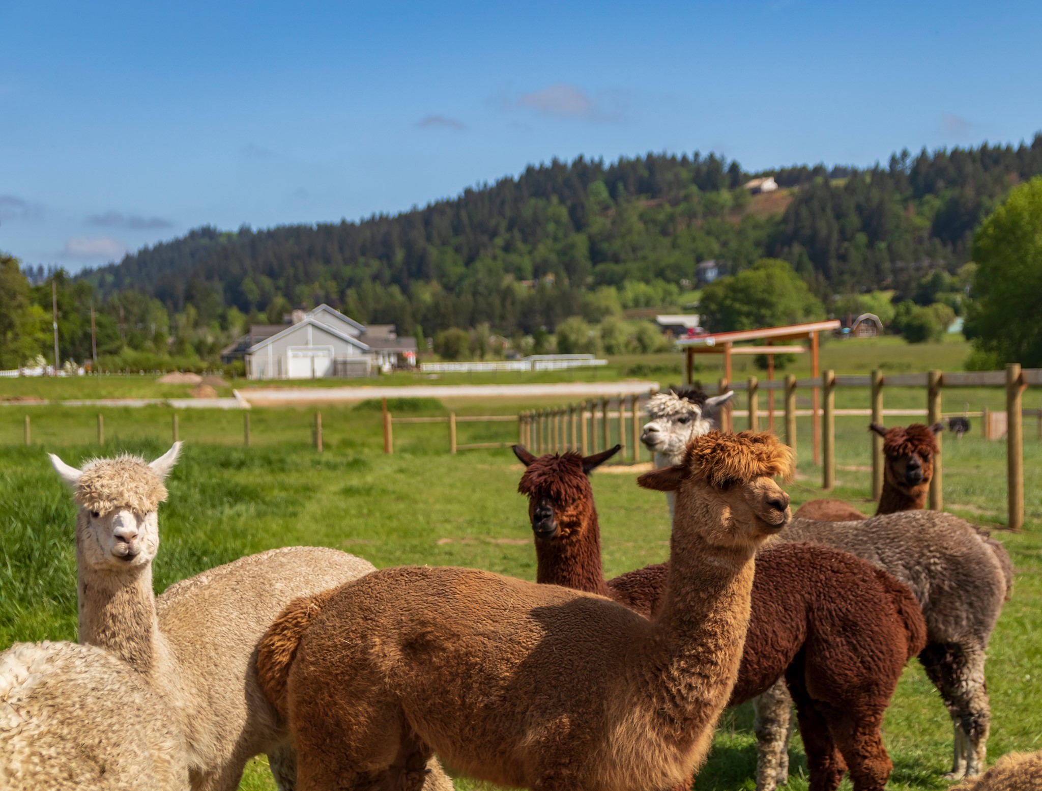 This Spring, Spend The Day With Adorable Llamas And Pigs At Triskelee ...
