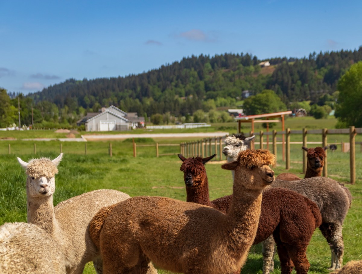 Book A Spring Tour At Triskelee Farm, A Charming Farm In Oregon