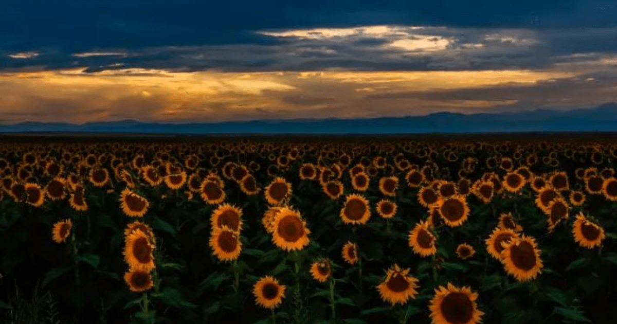 Stunning Sunflower Fields In Denver To Visit This Spring