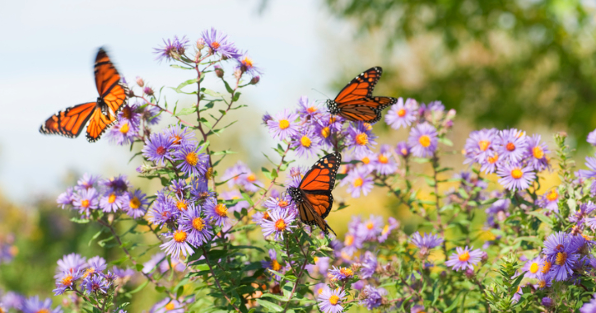 Up To 300 Million Monarch Butterflies Are Headed Straight For South ...