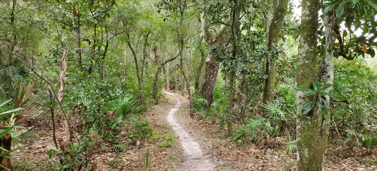 Enjoy Creekside Hiking At Doris Leeper Spruce Creek Preserve In Florida