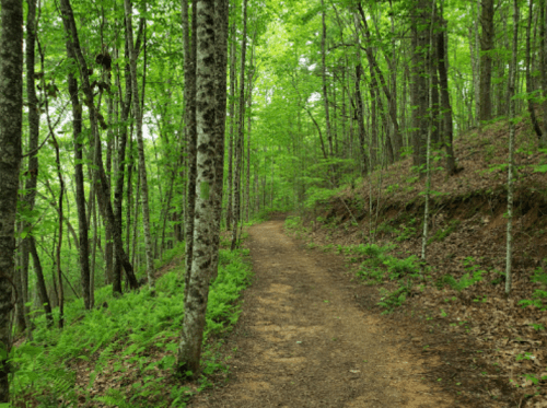 Best Loop Trails In Georgia: The Long Branch Loop Trail