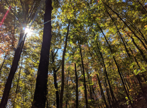Best Loop Trails In Georgia: The Long Branch Loop Trail