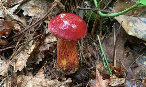 Best Loop Trails In Georgia: The Long Branch Loop Trail