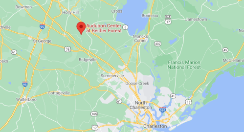 Visit An Ancient Forest In South Carolina With The Oldest Stand Of ...